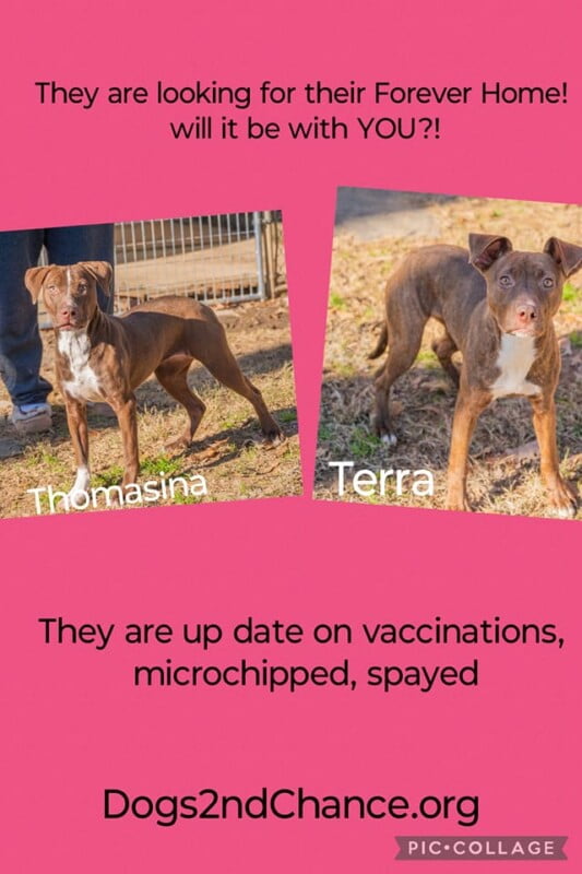 June Dog of the Month: Loralee - Dogs 2nd Chance
